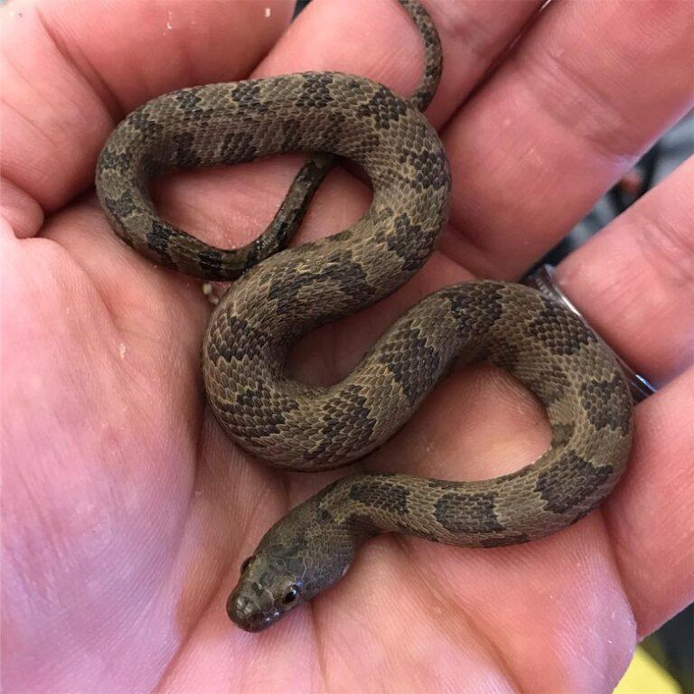 Brown Water Snake: Description, Distribution, Diet, & Pictures