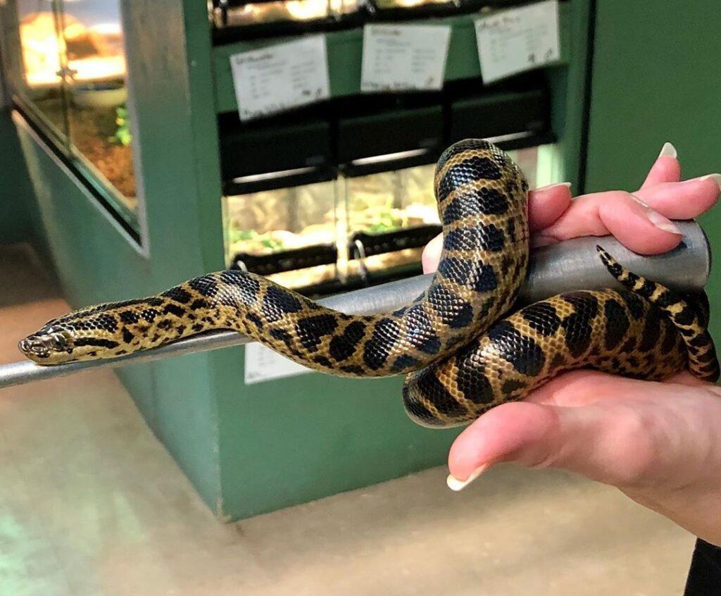 Yellow Anaconda: Facts, Description, and Pictures