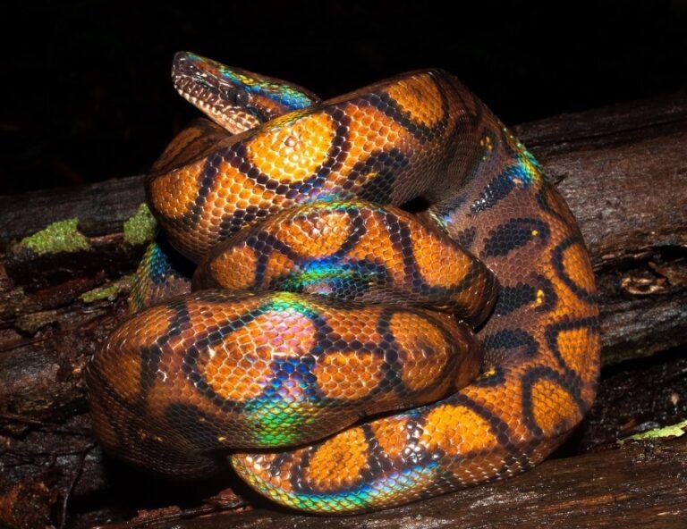 Rainbow Boa Facts and Pictures