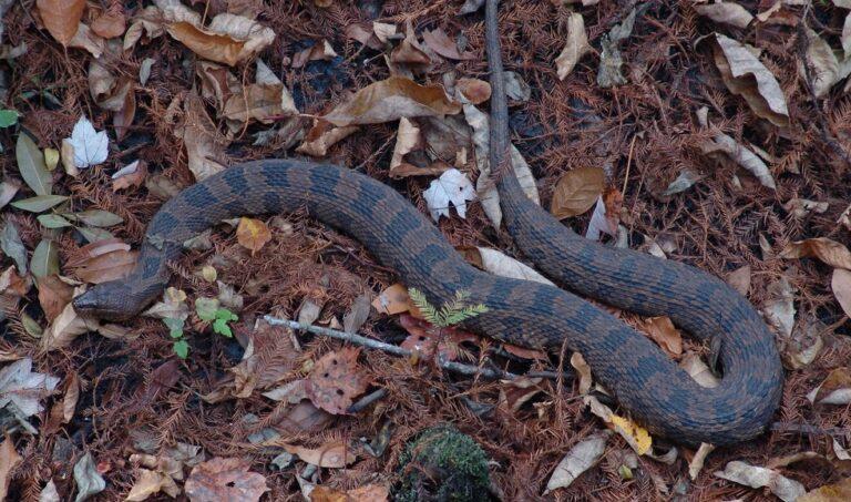 Brown Water Snake: Description, Distribution, Diet, & Pictures