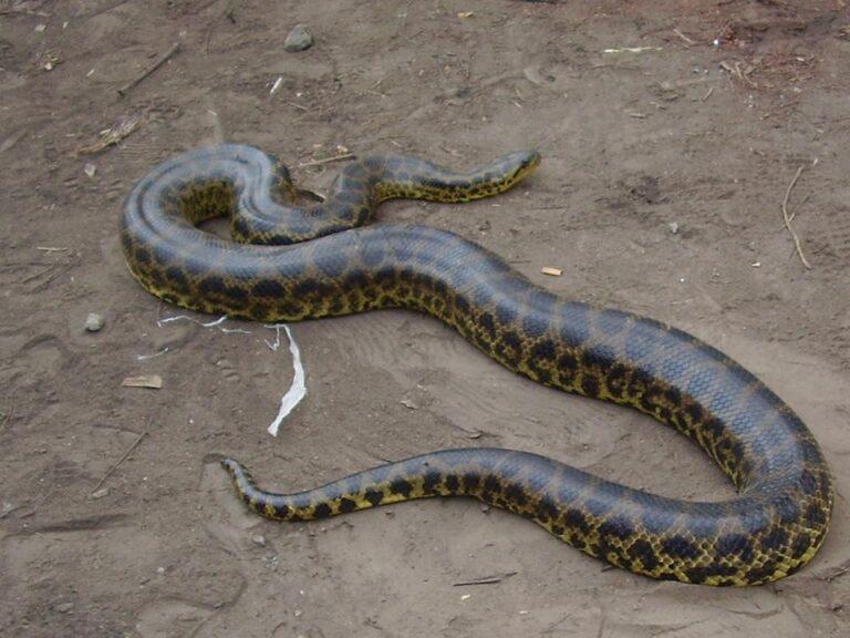 Yellow Anaconda: Facts, Description, and Pictures