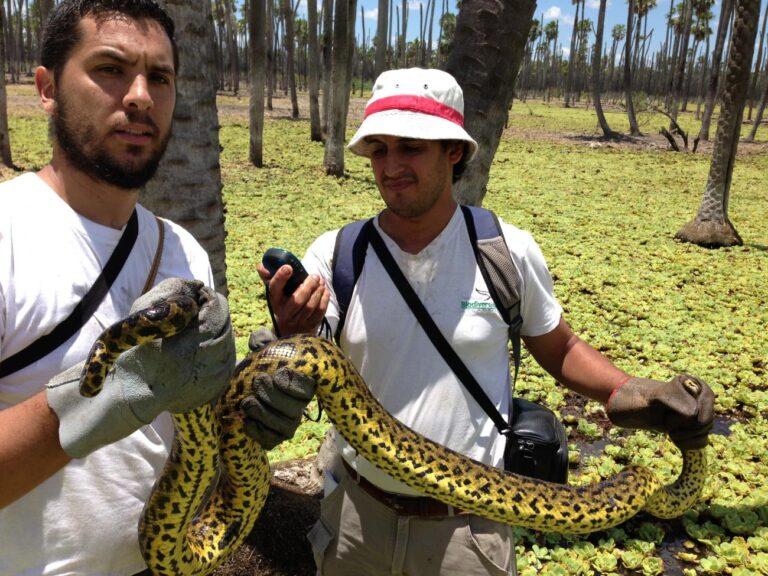 Yellow Anaconda: Facts, Description, and Pictures