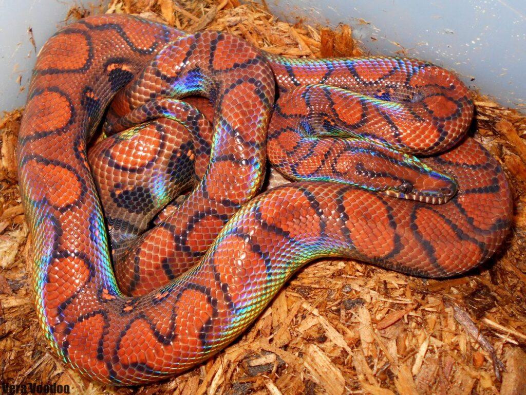 Rainbow Boa Facts and Pictures