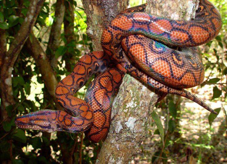 Rainbow Boa Facts and Pictures