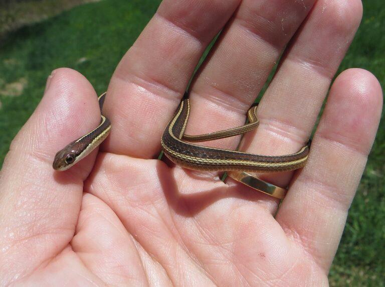 Ribbon Snake Facts, Description, Diet, and Pictures