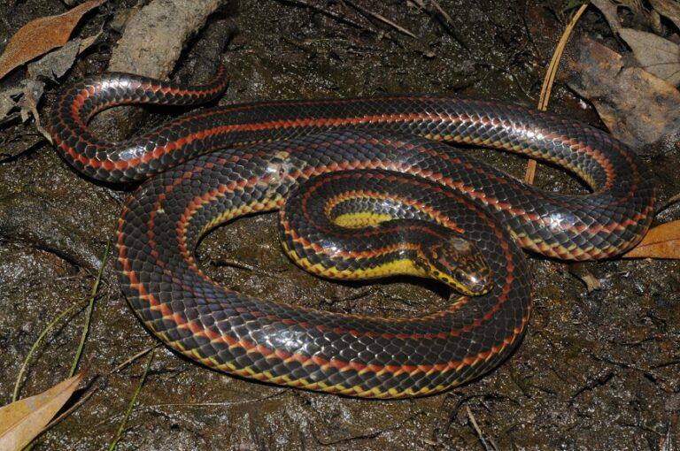 Rainbow Snake: Facts, Description, and Pictures