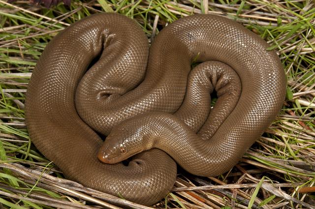 Rubber Boa Facts, Description, and Pictures