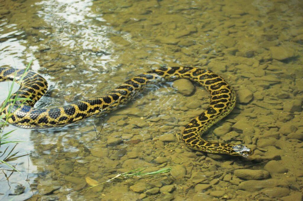Yellow Anaconda: Facts, Description, and Pictures