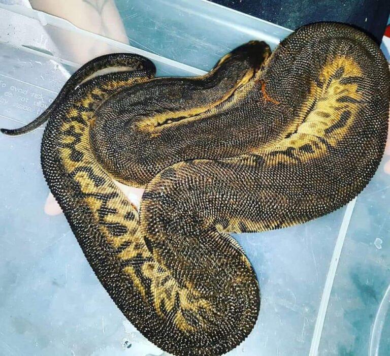 Elephant Trunk Snake Facts, Description, Diet, and Pictures