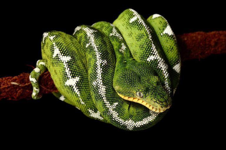 Amazon Basin Emerald Tree Boa Facts, Description, Diet, and Pictures