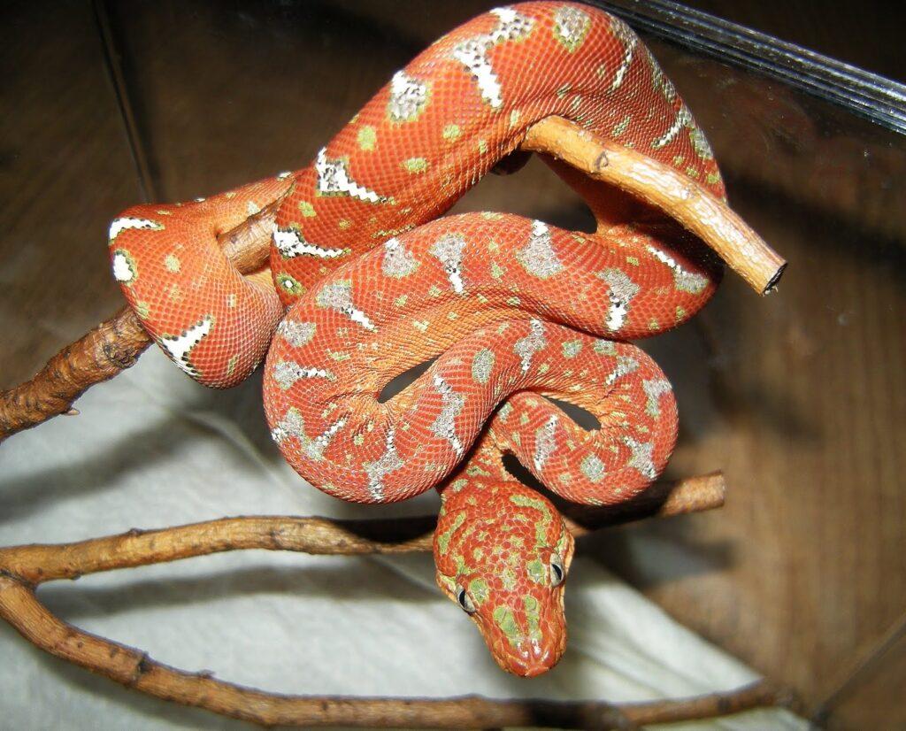 Amazon Tree Boa Facts, Description, Diet, and Pictures