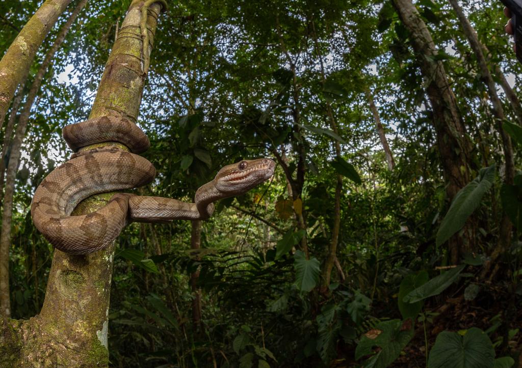 Amazon Tree Boa Facts, Description, Diet, and Pictures