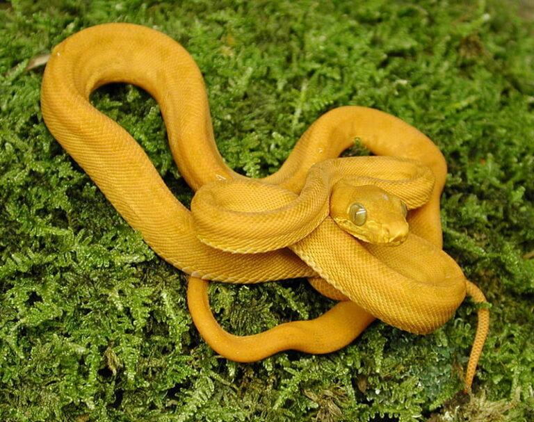 Amazon Tree Boa Facts, Description, Diet, and Pictures