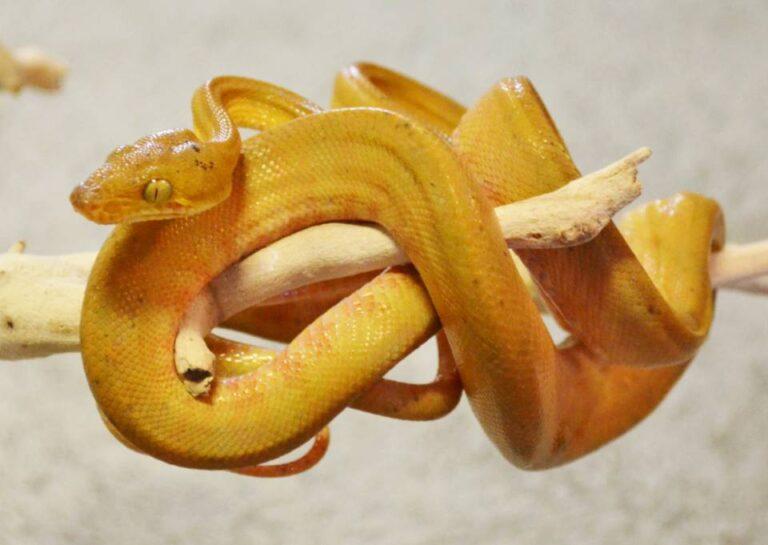 Amazon Tree Boa Facts, Description, Diet, and Pictures