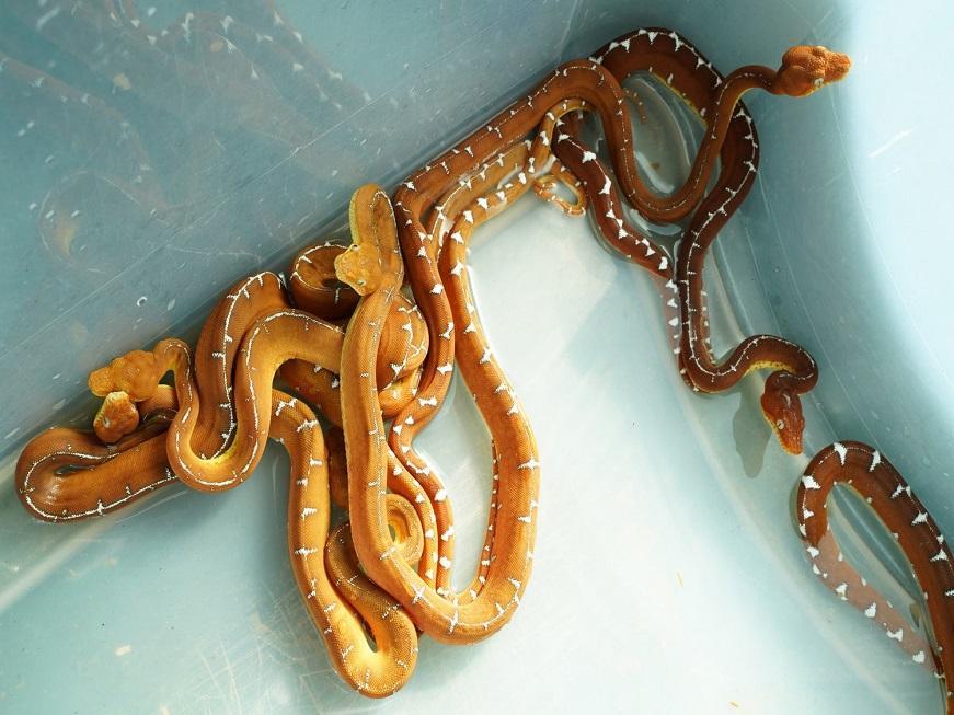 Amazon Basin Emerald Tree Boa Facts, Description, Diet, and Pictures