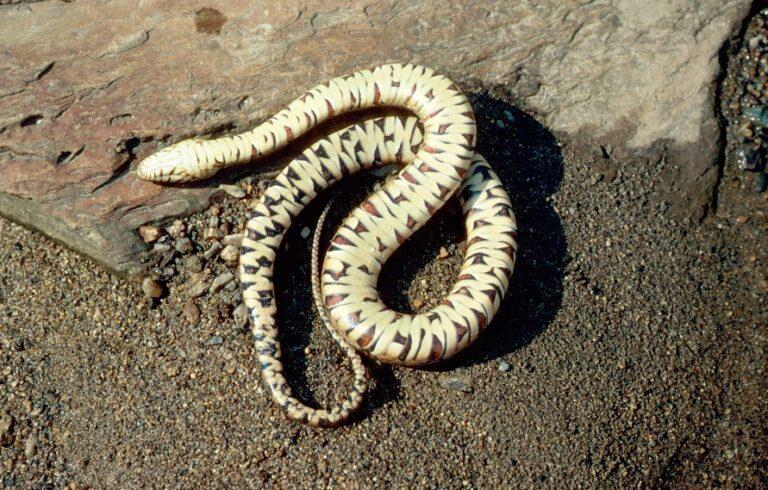 Banded Water Snake Facts, Description, Diet, and Pictures