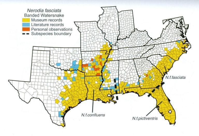 Banded Water Snake Facts, Description, Diet, and Pictures