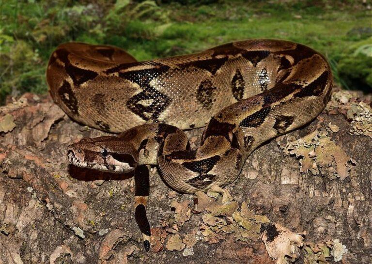 Boa Constrictor Facts, Description, Lifespan, Habitat, & Pictures