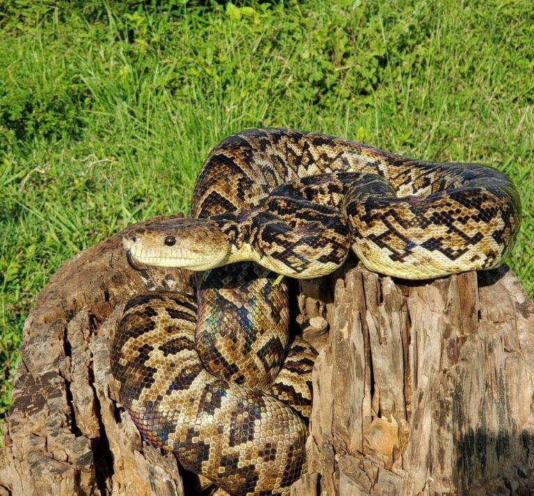 Cuban Boa Facts, Description, Diet, and Pictures