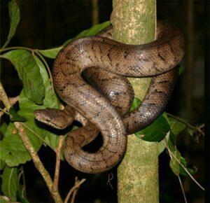 Puerto Rican Boa Facts, Description, Diet, and Pictures