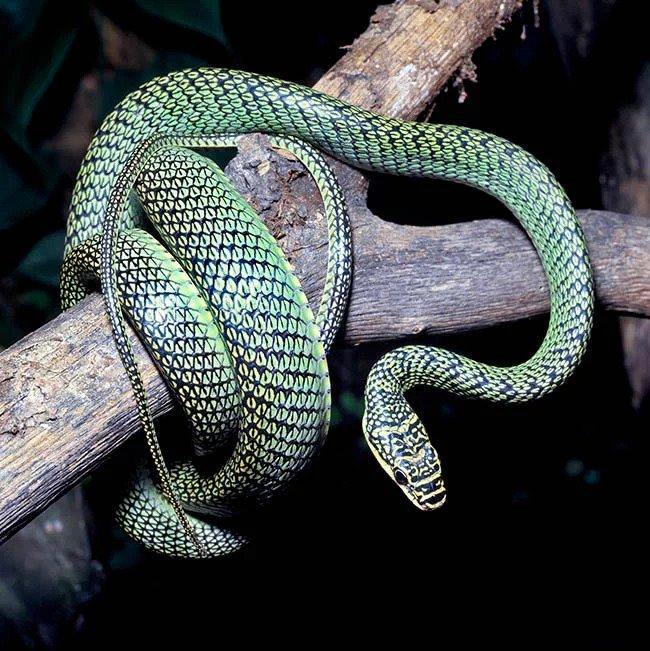 Golden Tree Snake Facts, Description, Diet, and Pictures