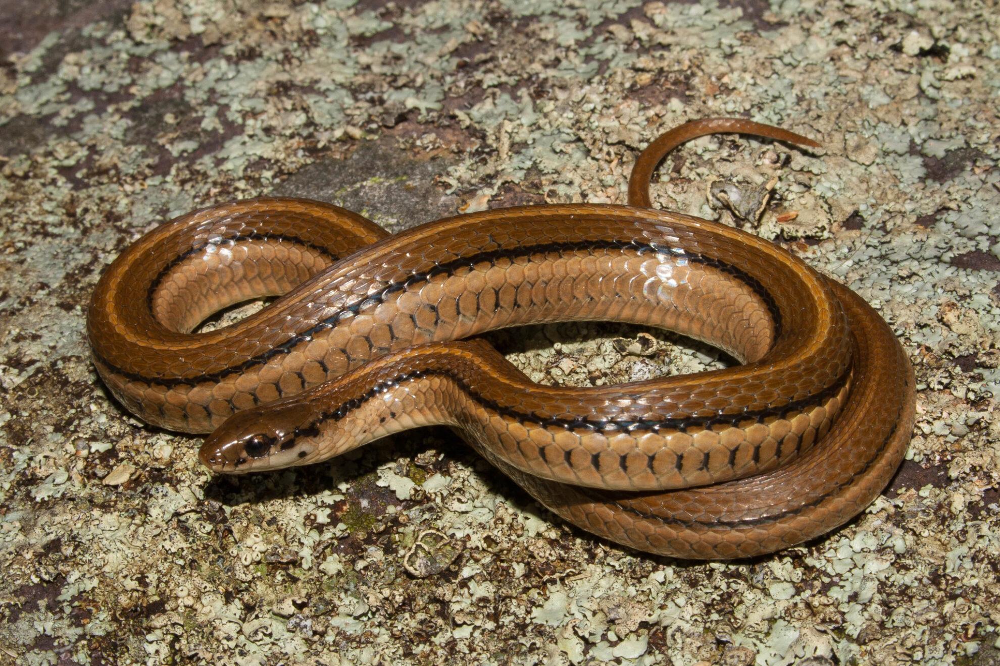 Species ~ Page 15 of 17 ~ The Snake Guide