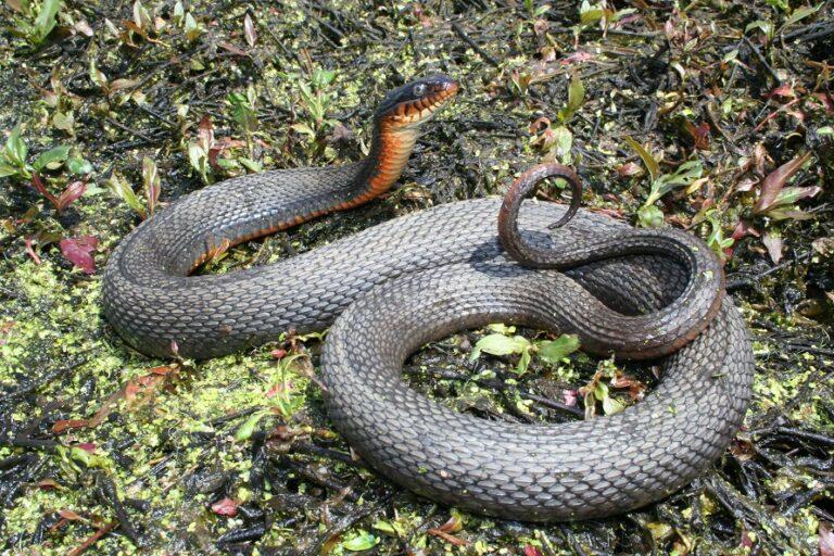 Copperbelly Water Snake Facts, Description, Diet, and Pictures