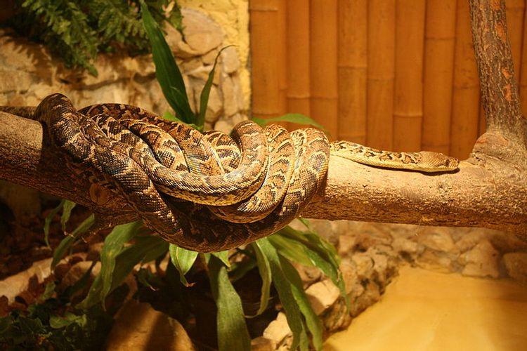 Cuban Boa Facts, Description, Diet, and Pictures