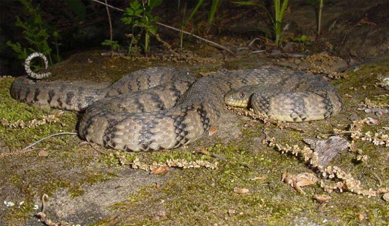 Diamondback Water Snake Facts, Description, Diet, and Pictures