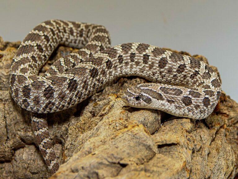Eastern Hognose Snake Facts, Description, Diet, Pictures