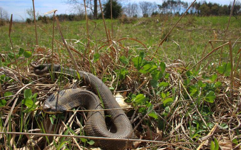 Eastern Hognose Snake Facts, Description, Diet, Pictures
