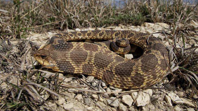 Eastern Hognose Snake Facts, Description, Diet, Pictures