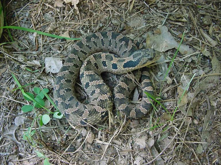 Eastern Hognose Snake Facts, Description, Diet, Pictures