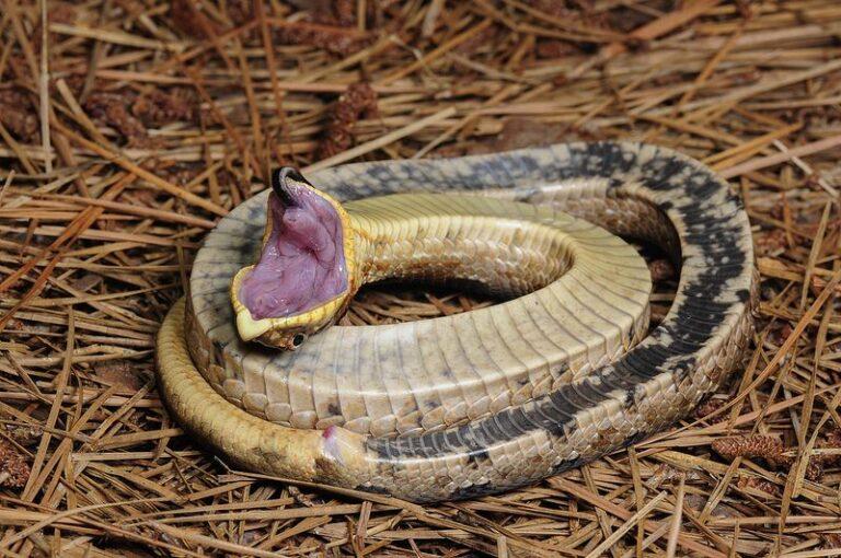 Eastern Hognose Snake Facts, Description, Diet, Pictures
