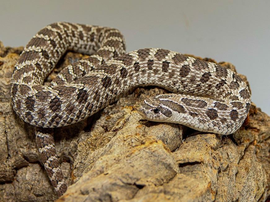 Eastern Hognose Snake Facts, Description, Diet, Pictures
