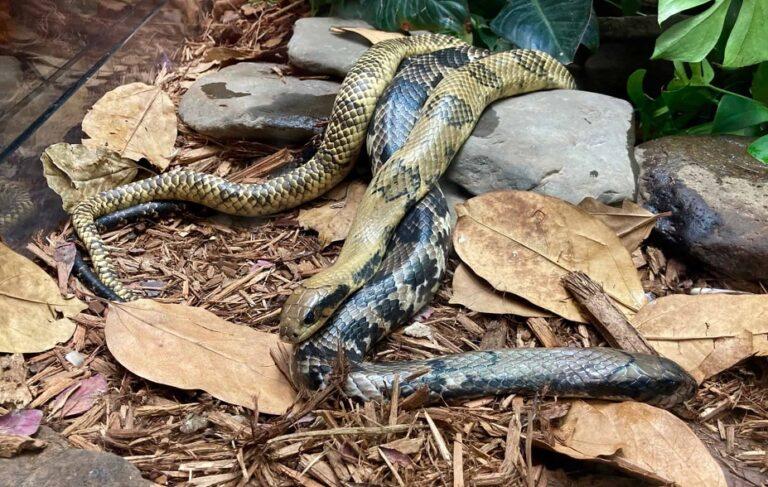 False Water Cobra Facts, Description, Diet, and Pictures