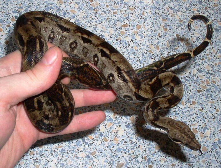 Boa Imperator Facts, Description, Diet, and Pictures