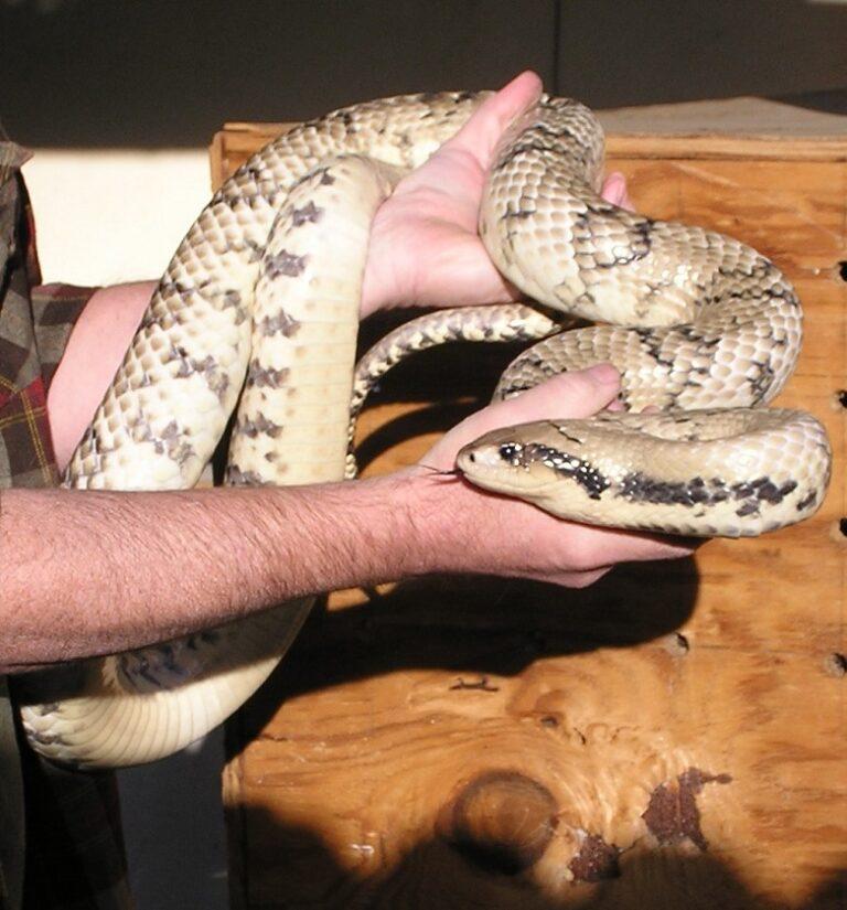 False Water Cobra Facts, Description, Diet, and Pictures