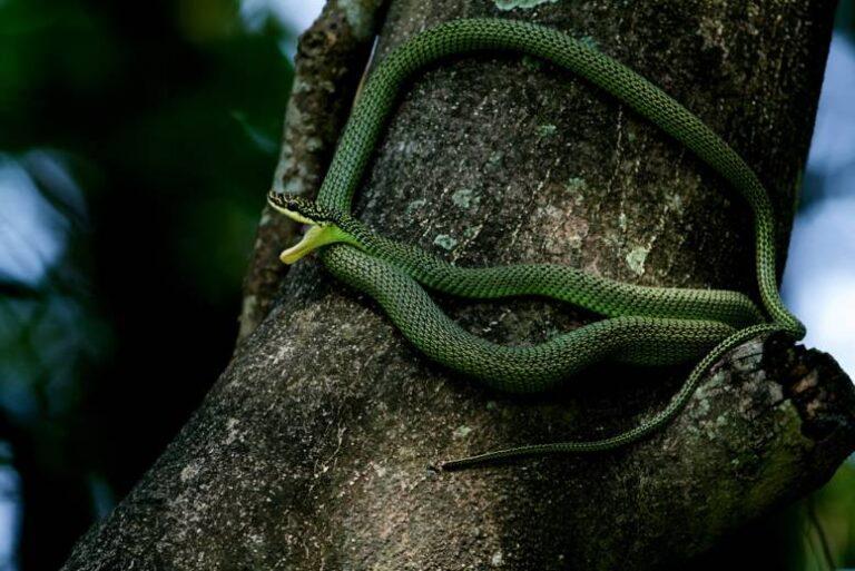 Golden Tree Snake Facts, Description, Diet, and Pictures
