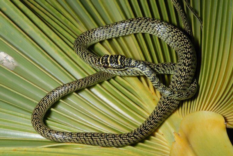 Golden Tree Snake Facts, Description, Diet, and Pictures