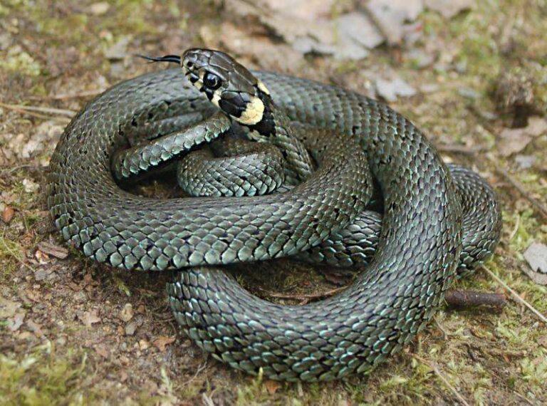 Grass Snake Facts, Description, Diet, and Pictures