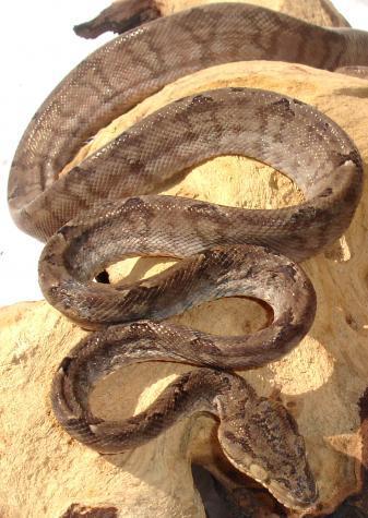 Amazon Tree Boa Facts, Description, Diet, and Pictures