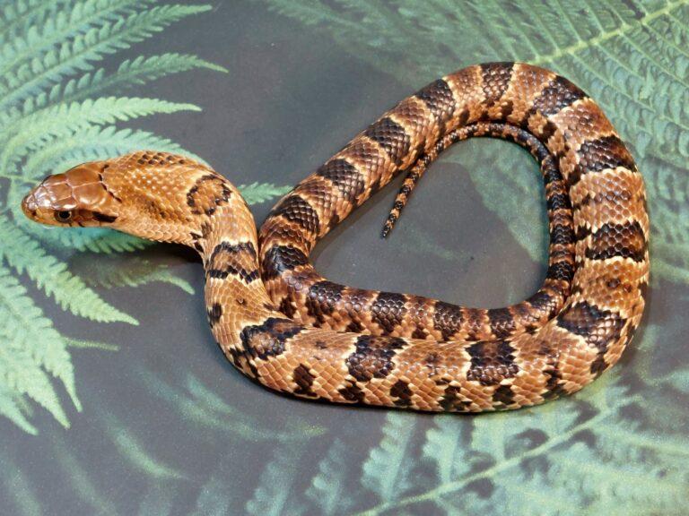 False Water Cobra Facts, Description, Diet, and Pictures