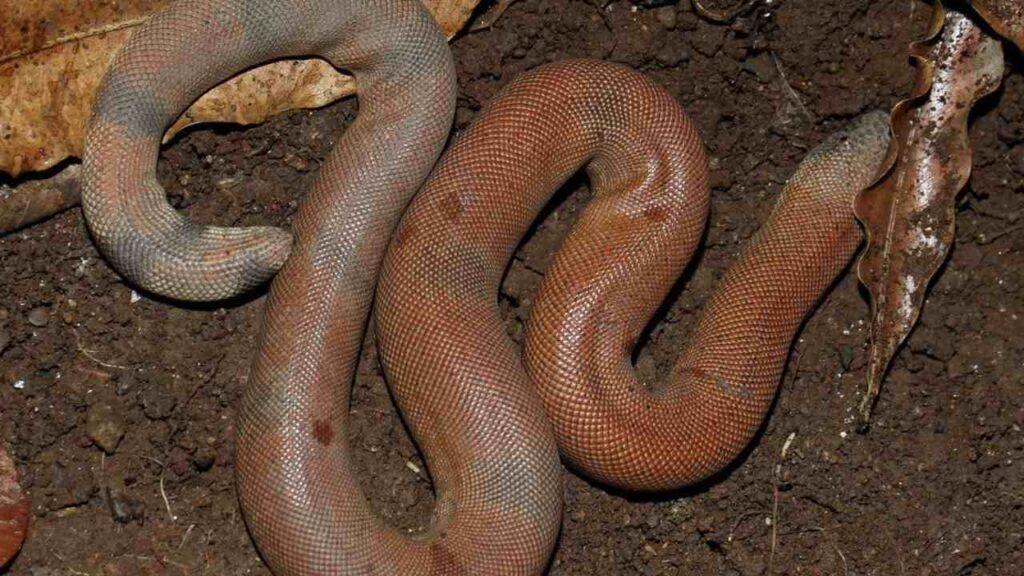 Indian Sand Boa Facts, Description, Diet, and Pictures