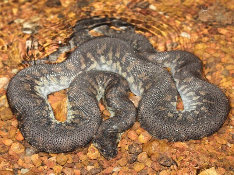 Elephant Trunk Snake Facts, Description, Diet, and Pictures