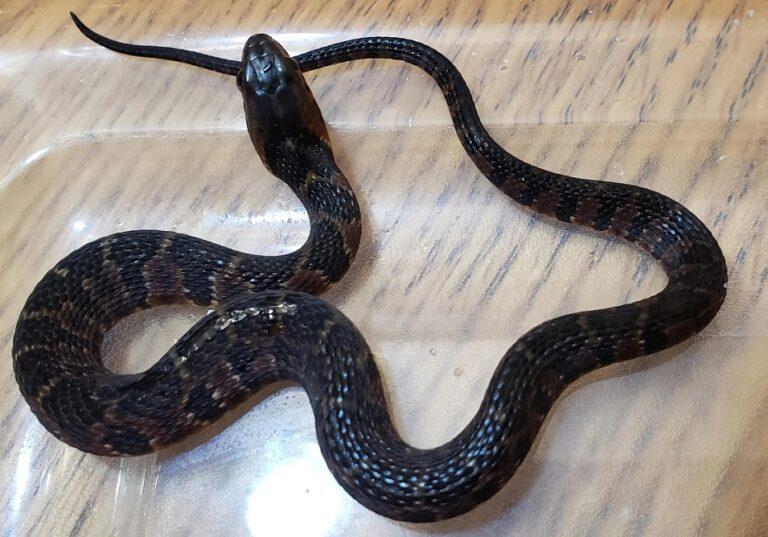 Banded Water Snake Facts, Description, Diet, and Pictures