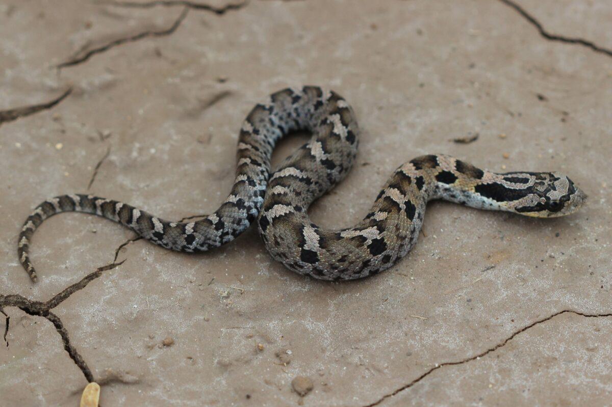 Eastern Hognose Snake Facts, Description, Diet, Pictures