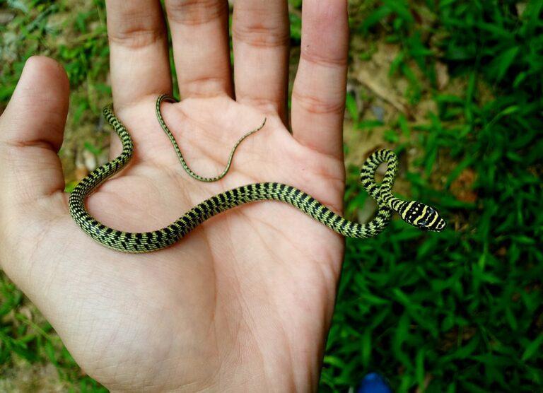 Golden Tree Snake Facts, Description, Diet, and Pictures