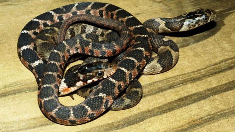 Plain-bellied Water Snake - Facts, Descriptio, and Pictures