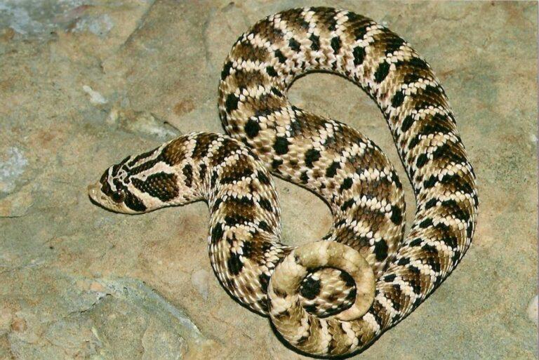 Eastern Hognose Snake Facts, Description, Diet, Pictures